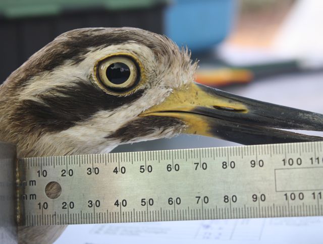 Gallery – Avian Evolution Node