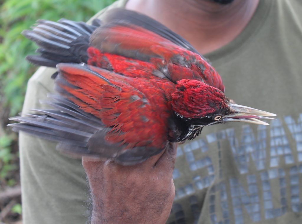 Gallery – Avian Evolution Node