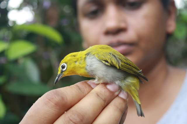 Gallery – Avian Evolution Node