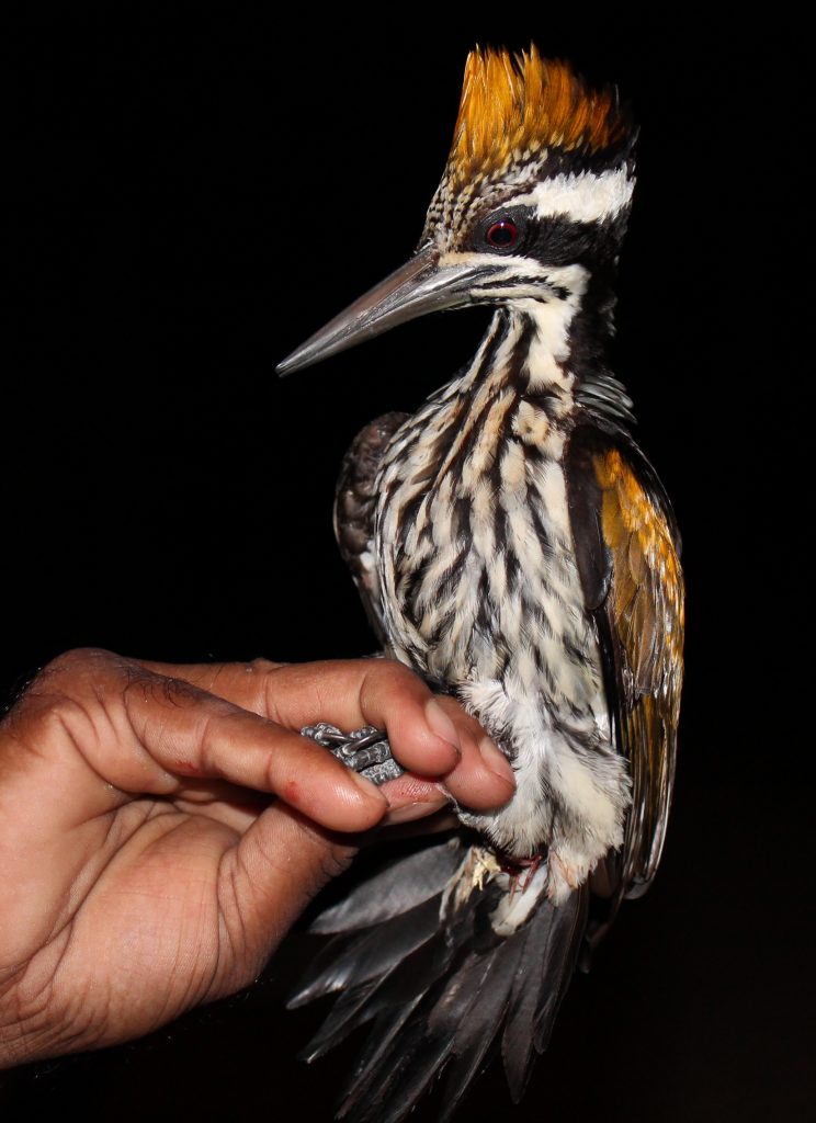 Gallery – Avian Evolution Node