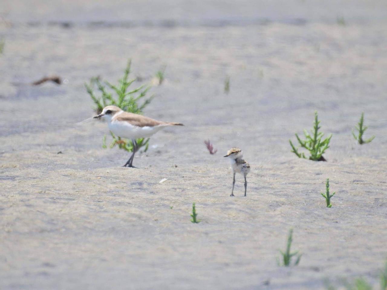 The discovery of “Hanuman Plover” from the mudflats of Mannar – Avian ...
